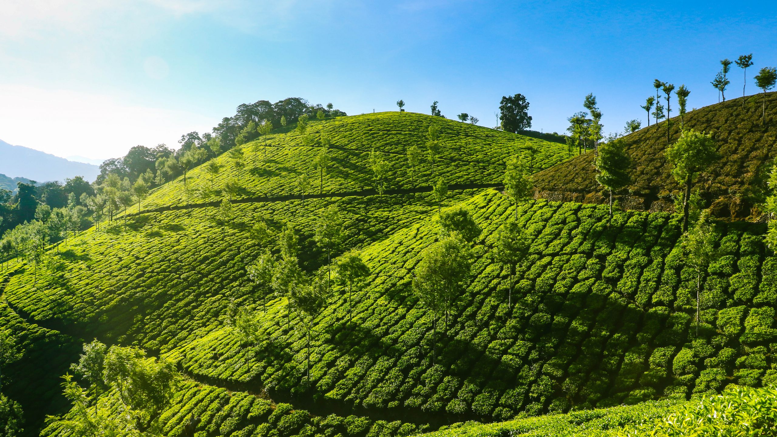 Valparai Tea Estate StayThe Peria Karamalai Tea & Produce Company Limited