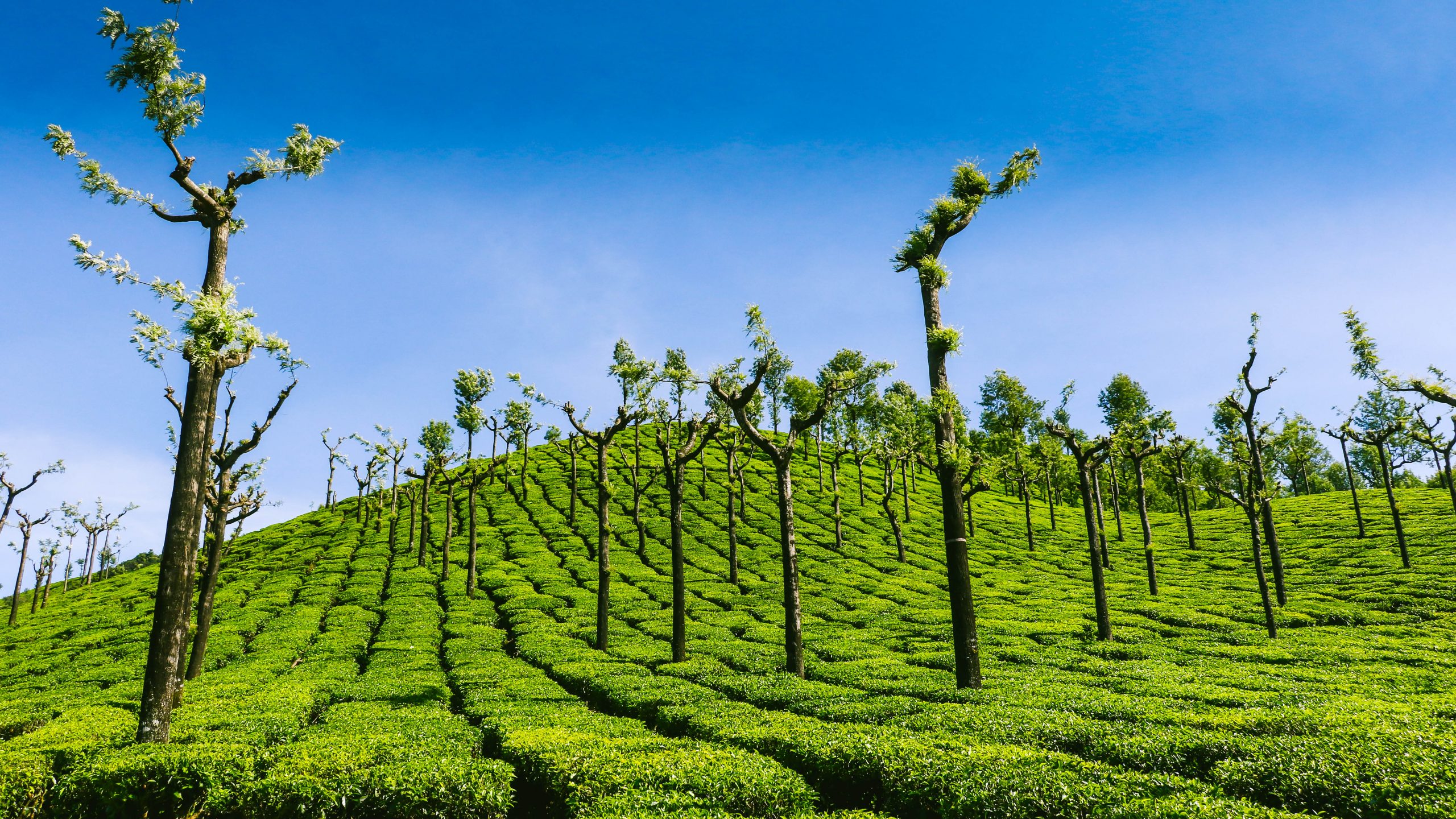 Valparai Tea Estate StayThe Peria Karamalai Tea & Produce Company Limited