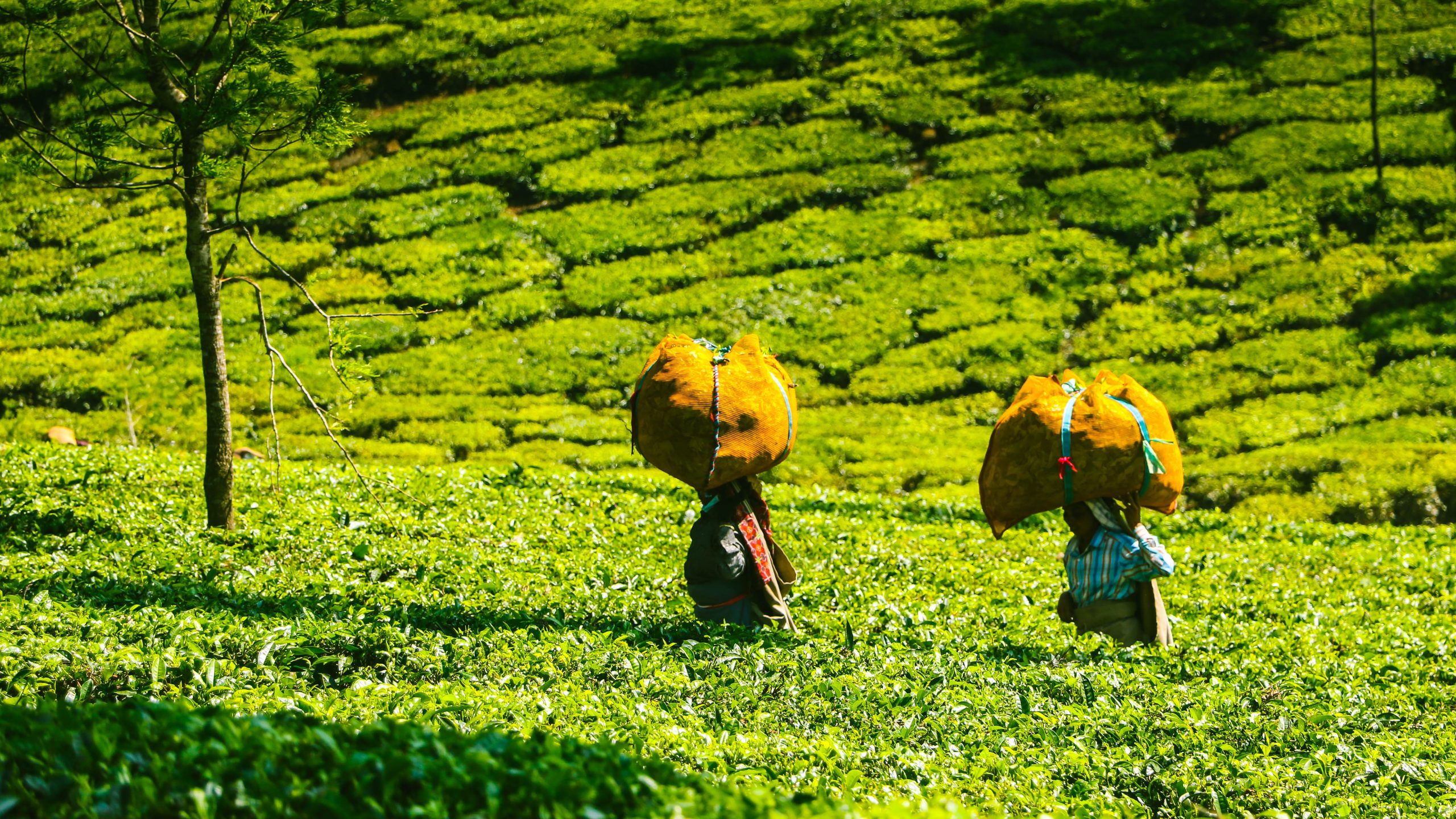 Karamalai Estate - The Peria Karamalai Tea & Produce Company Limited ...
