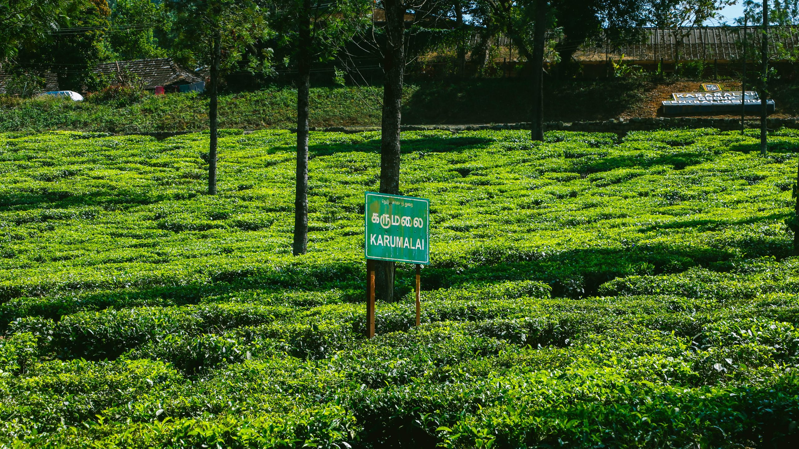 Karamalai Estate - The Peria Karamalai Tea & Produce Company Limited ...