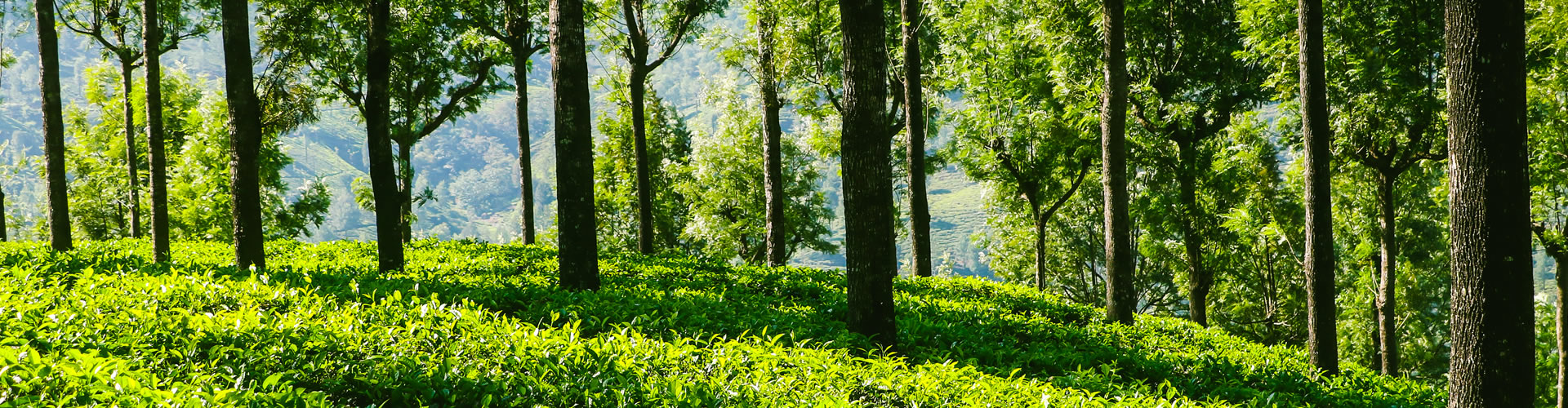 Valparai Tea Estate StayThe Peria Karamalai Tea & Produce Company Limited