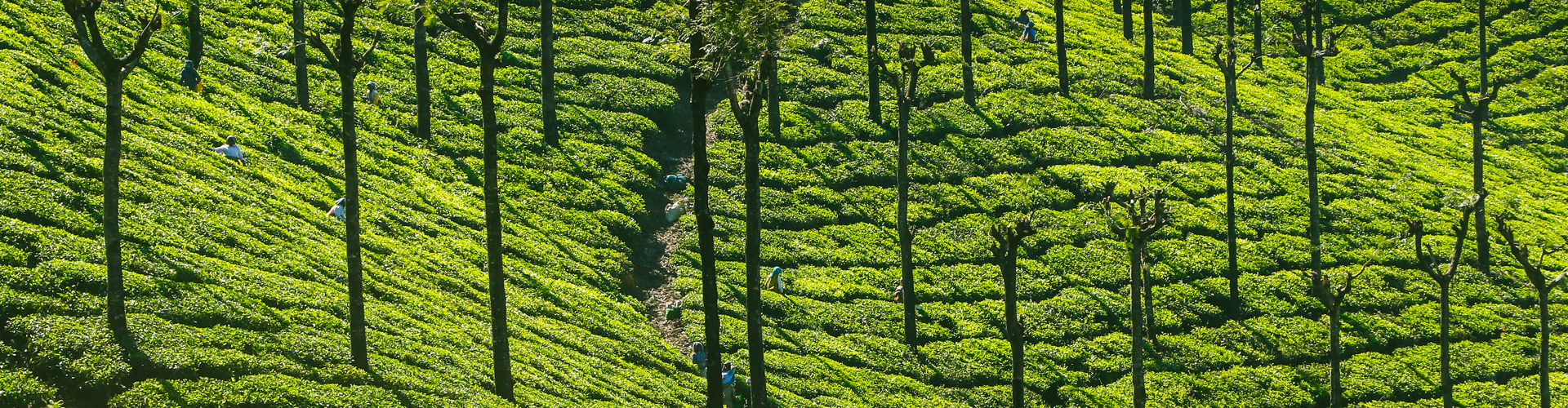 Valparai Tea PlantationThe Peria Karamalai Tea & Produce Company Limited