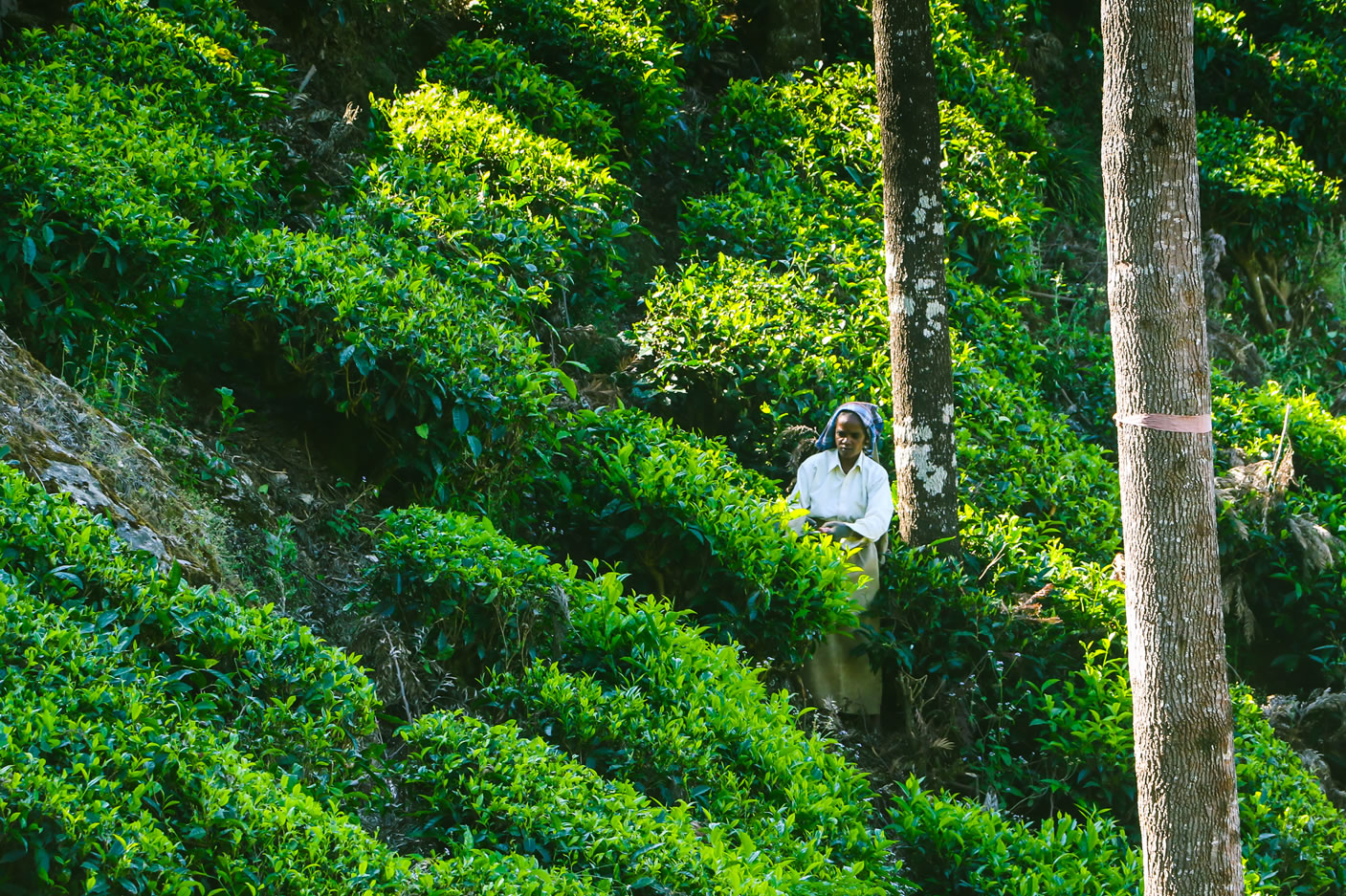 Valparai Tea Estate StayThe Peria Karamalai Tea & Produce Company Limited