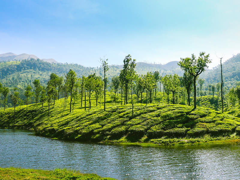 Karamalai Estate - The Peria Karamalai Tea & Produce Company Limited ...
