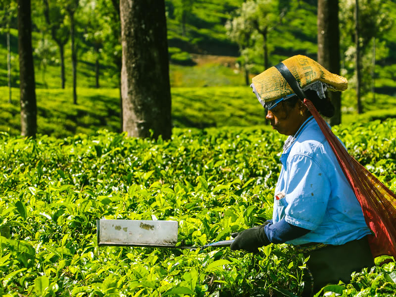 Karamalai Estate - The Peria Karamalai Tea & Produce Company Limited ...