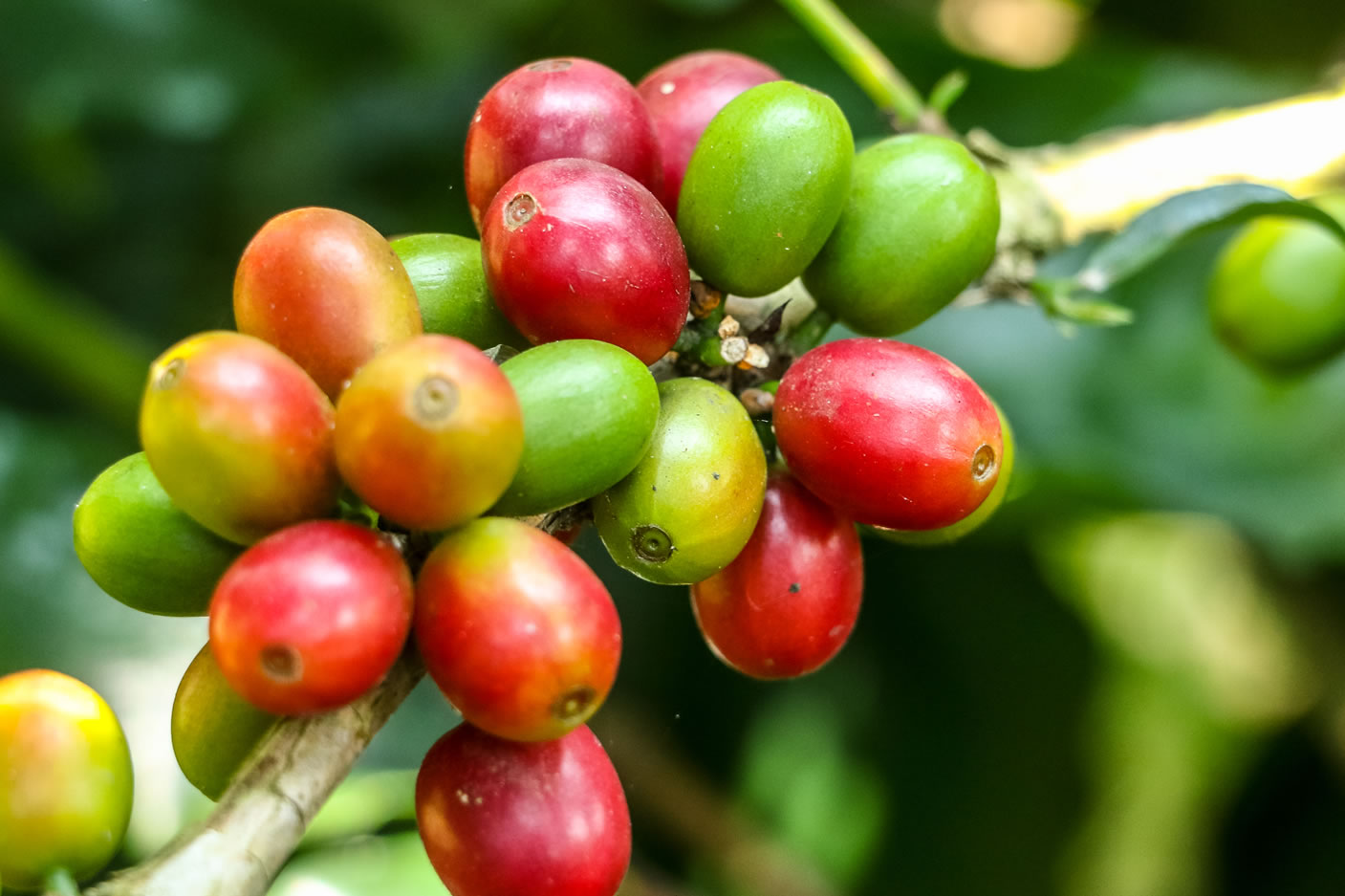 Nadumalai Estate - The Peria Karamalai Tea & Produce Company Limited ...